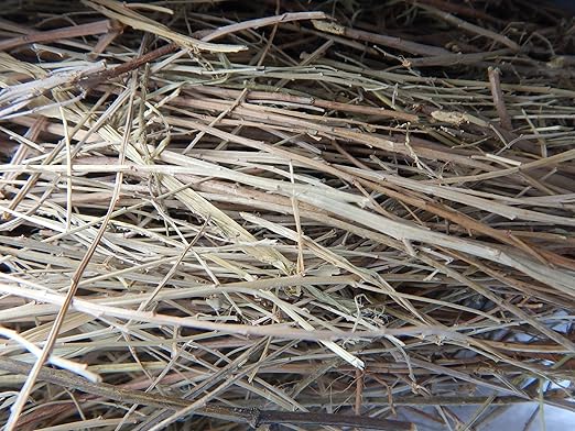 Urancia® Sharpunkha Wild indigo Vempali Chettu Tephrosea purpura100g ...