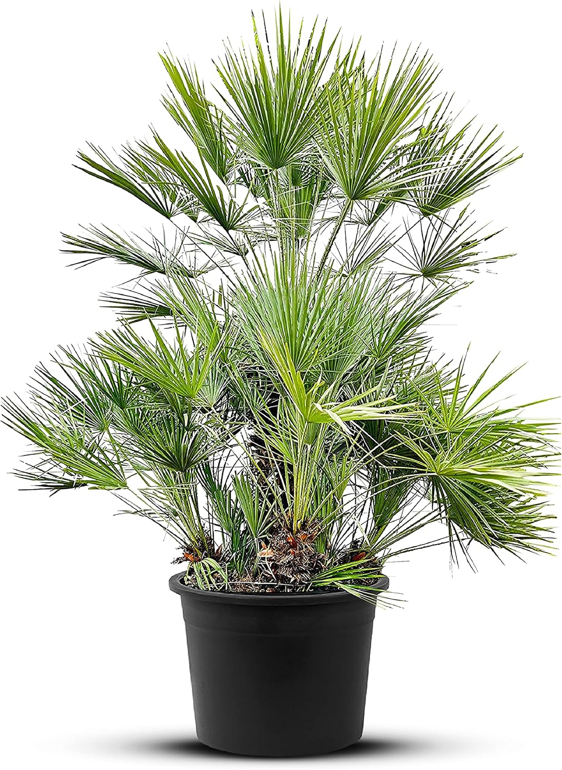 Chamaerops Humilis Winterhart