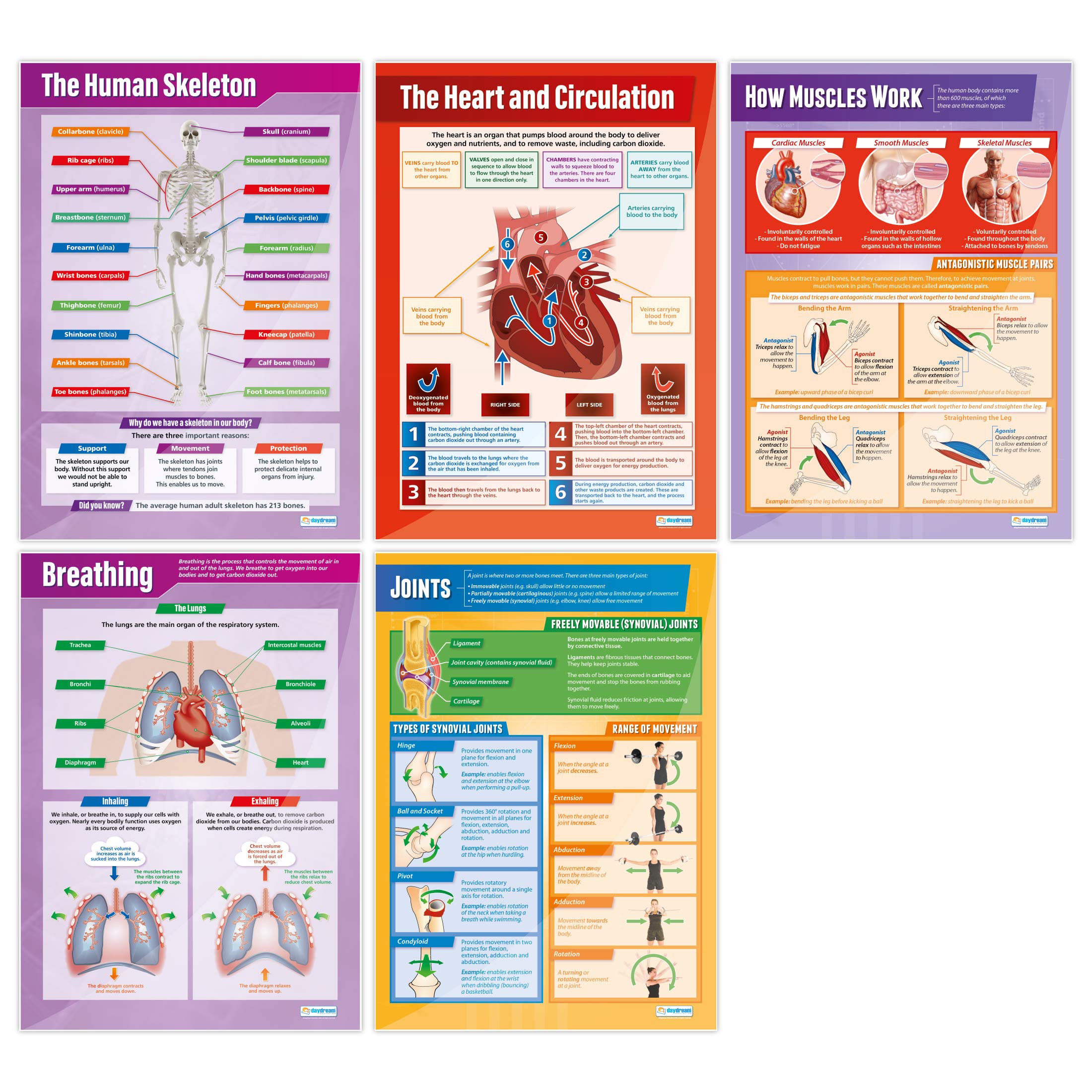 Buy The Human Body Pack - Set of 5 | Science s | Laminated Gloss Paper ...