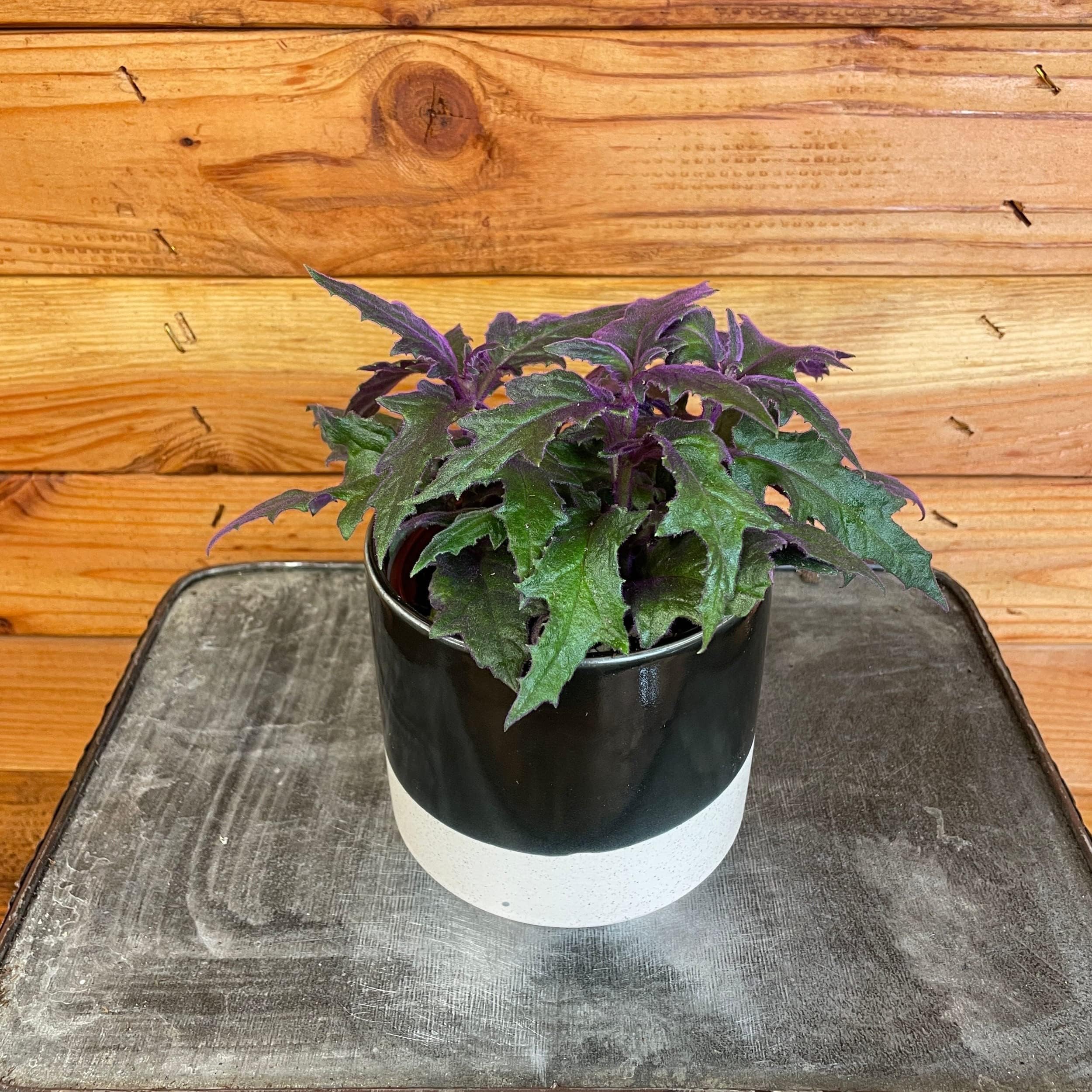 Amazon.com : 2 Gynura Aurantiaca Purple Passion Velvet Plants Live ...