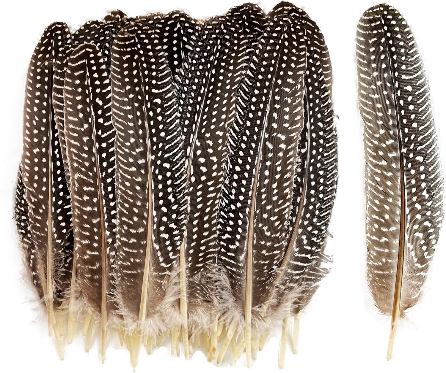 Amazon.com: HAPPY FEATHER 6-9 inch Natural Guinea Wing Plumage Feather ...