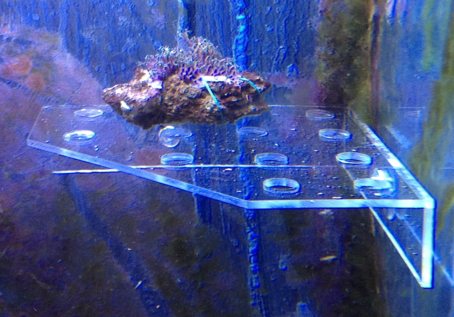 Amazon.com : ReefCreators Large Clear Corner Frag Rack for Corals and ...
