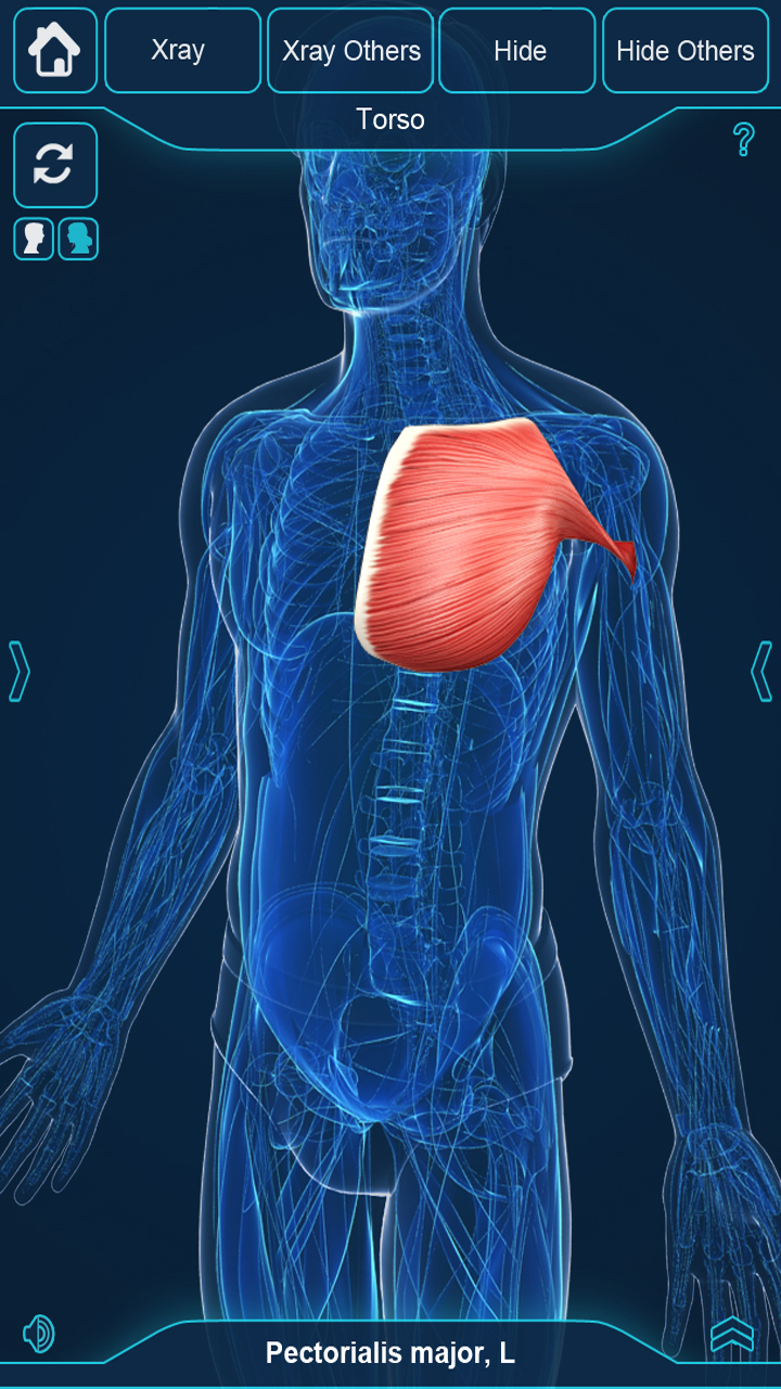 My Muscle Anatomy - App on Amazon Appstore