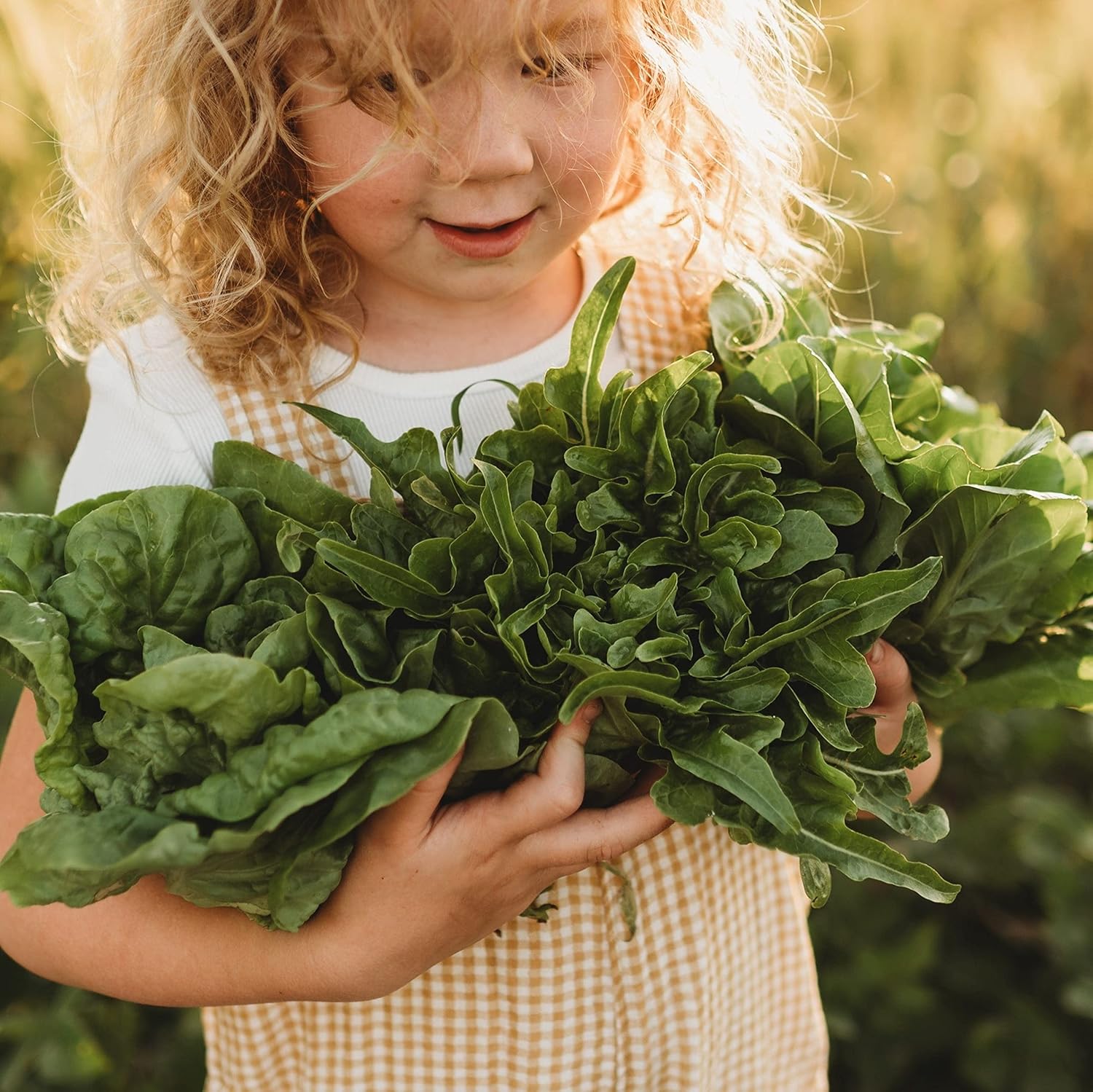 Amazon.com : Baby Lettuce Mix - 250 Seeds - Heirloom & Open-Pollinated ...