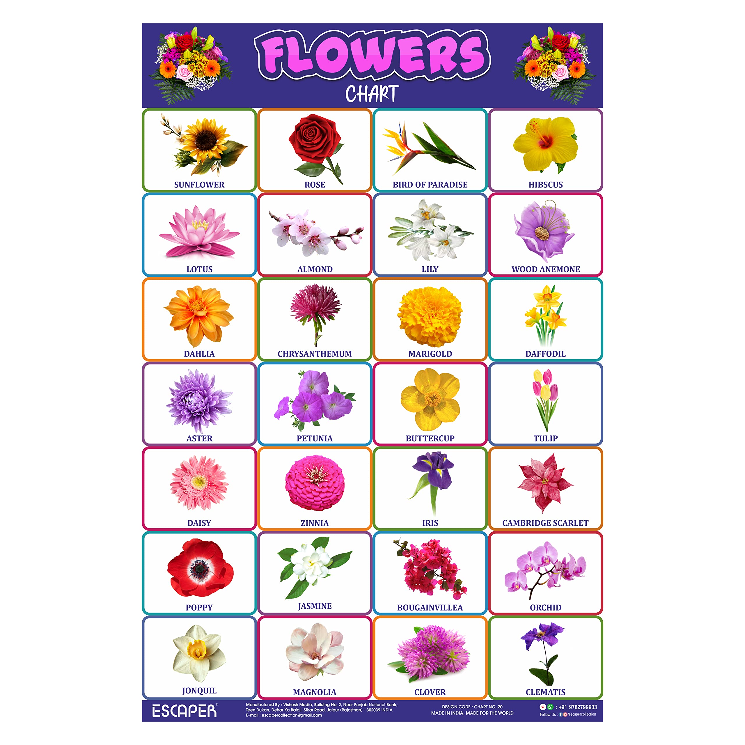 ESCAPER Flowers Chart for Kids learning (11.5 x 17.5 inches), Flowers ...