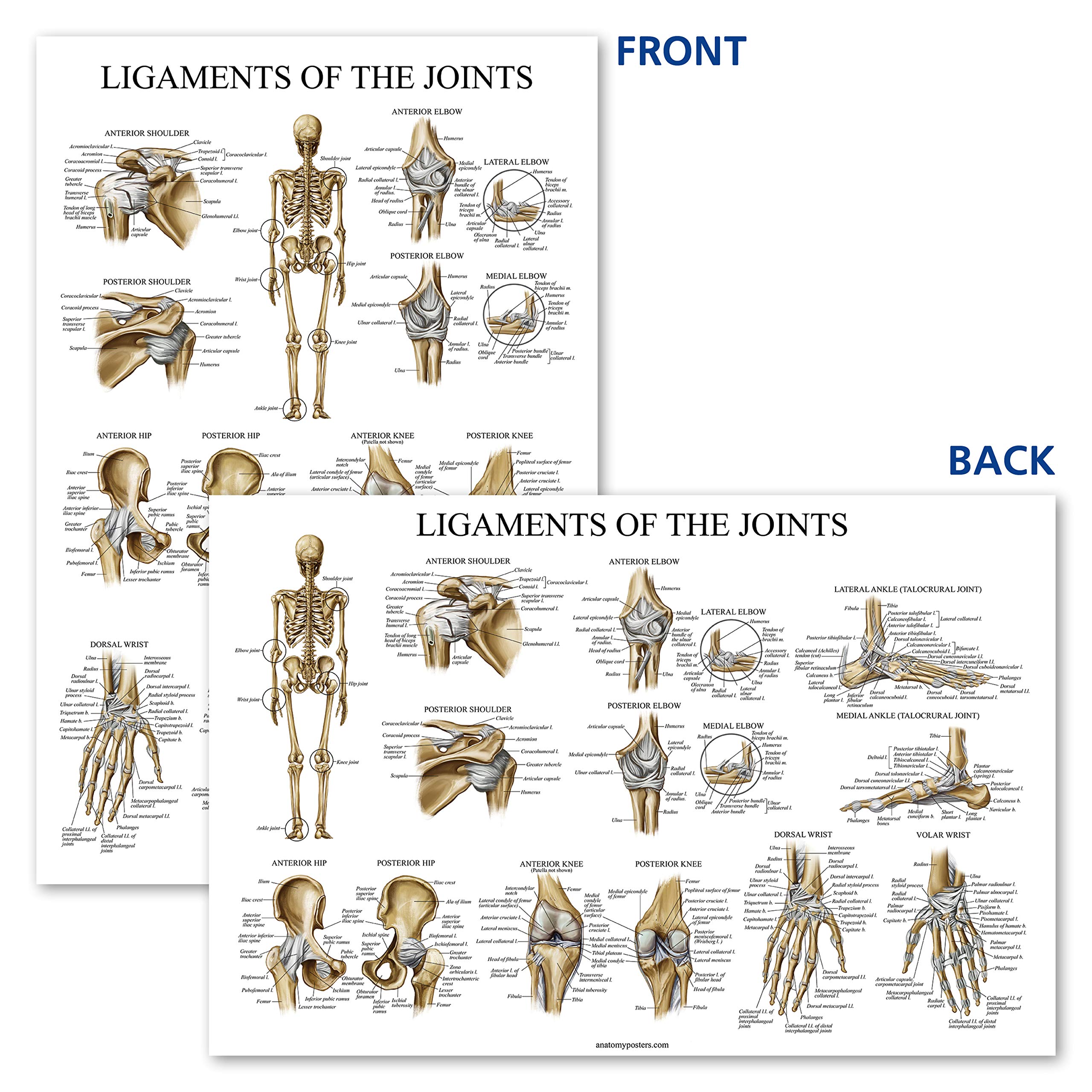 Buy Skeletal System and Ligaments of The Joints Anatomical Poster Set ...