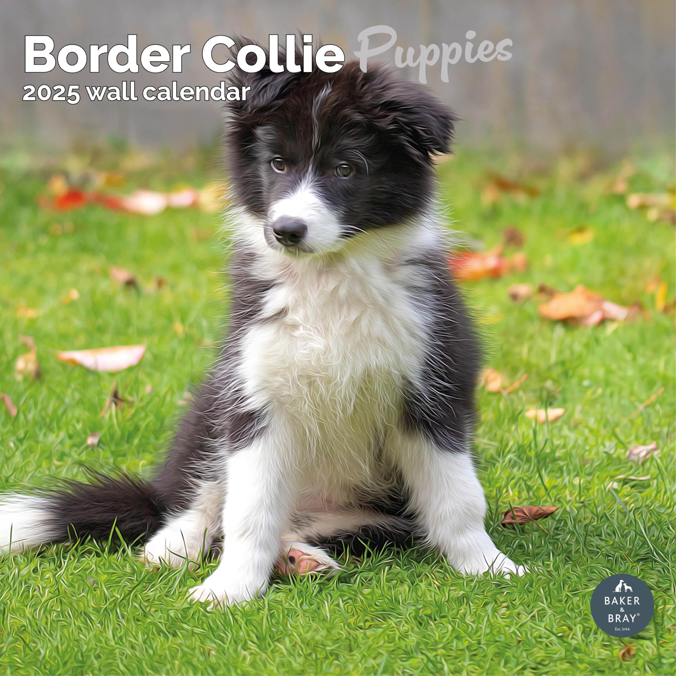 Baker and Bray Border Collie Puppies Calendar 2025, Large Square Wall ...