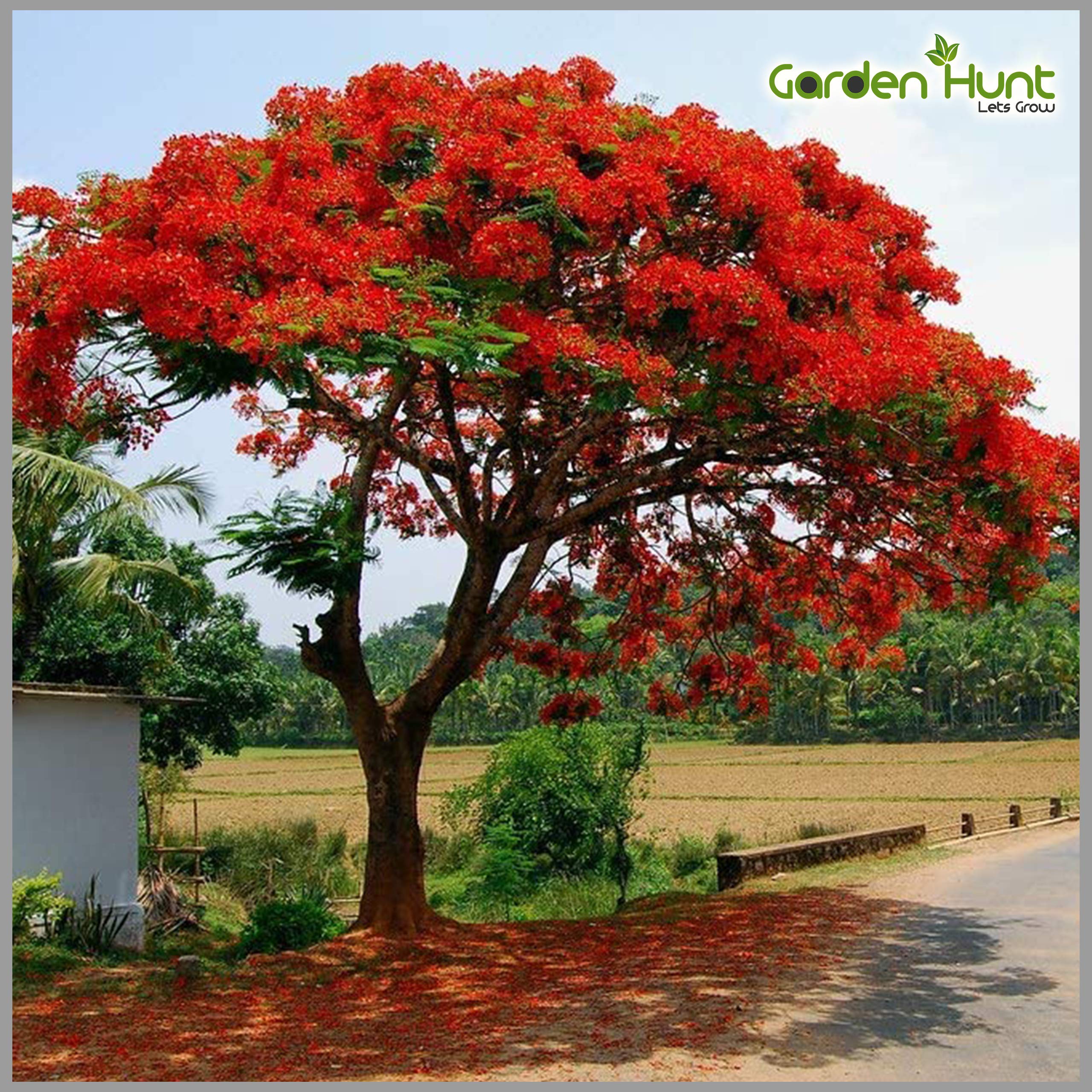 Gulmohar Tree