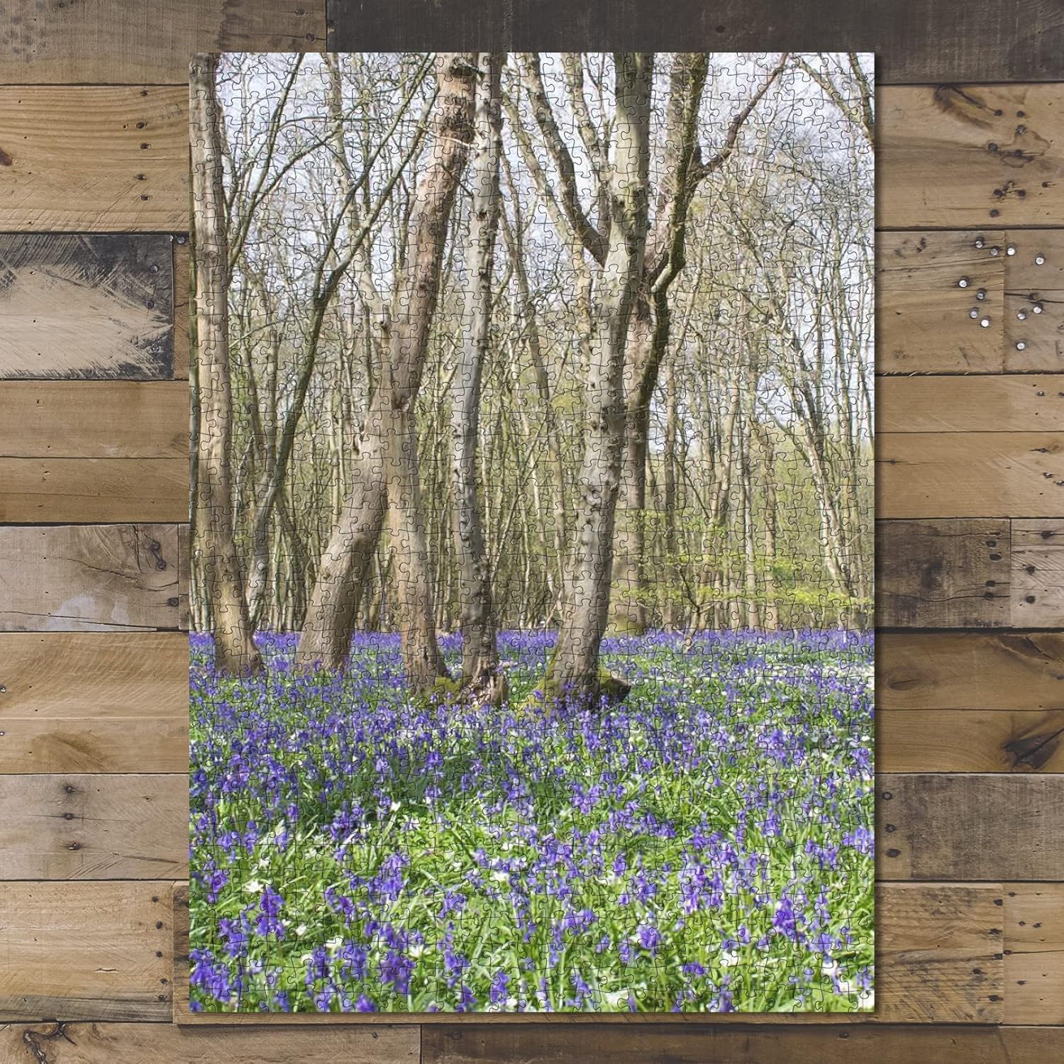 Amazon.com: 1000 Piece Jigsaw Puzzle for Adults: Bluebells Woods ...