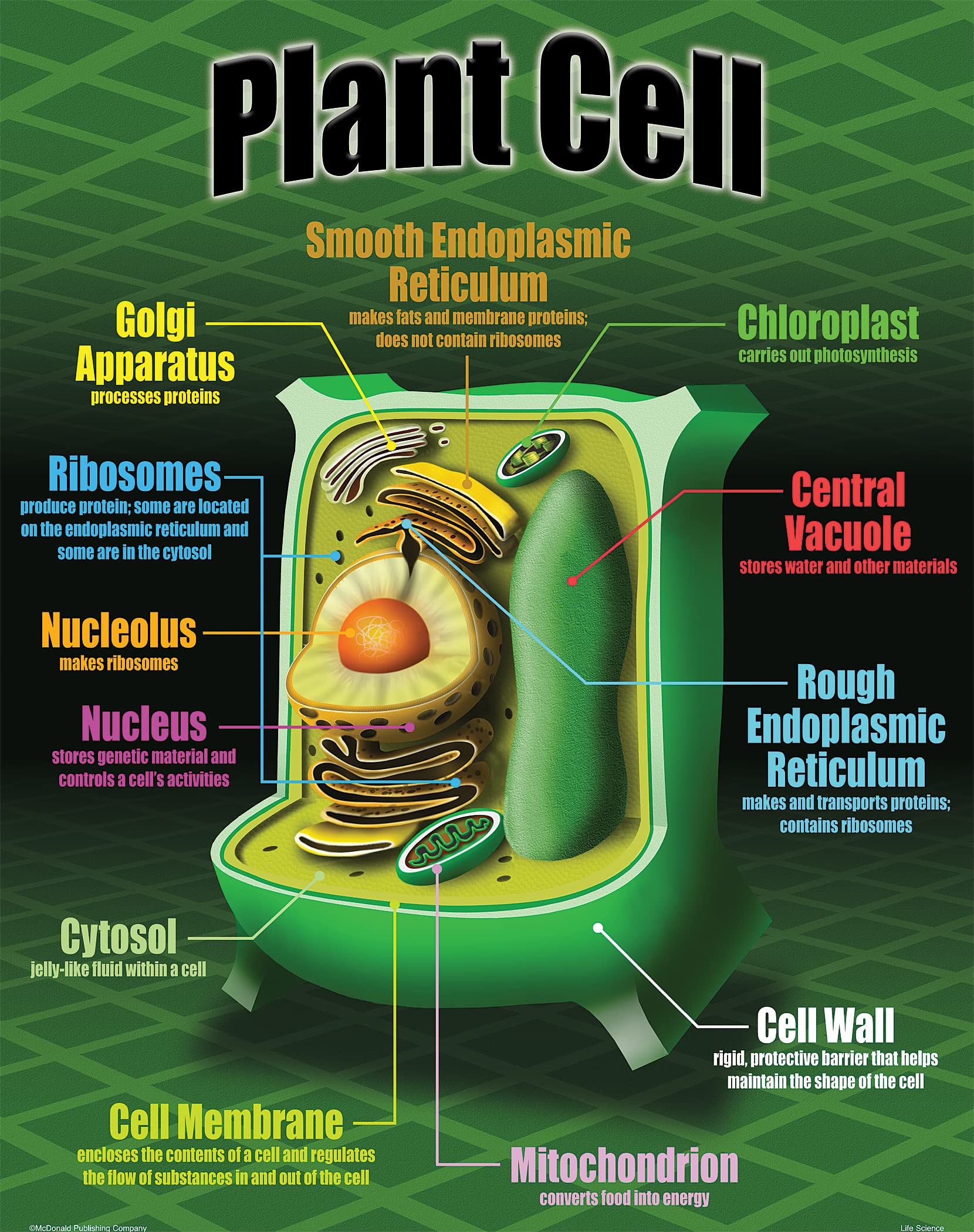 Snapklik.com : McDonald Publishing Life Science Poster Set