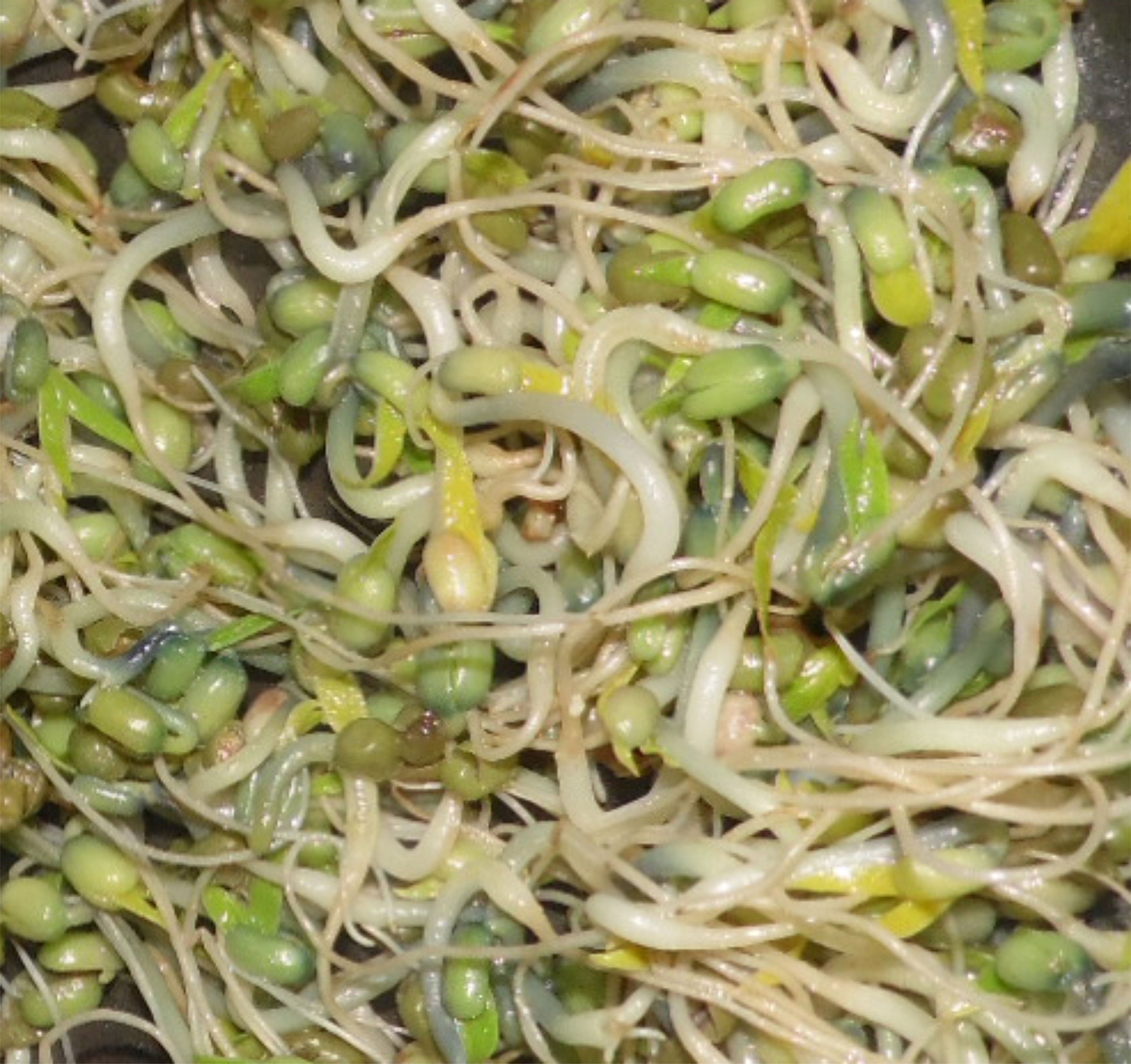 Imprinted Bean Sprouts Pflanzen Kiepenkerl Organic Sprouted Mung Beans