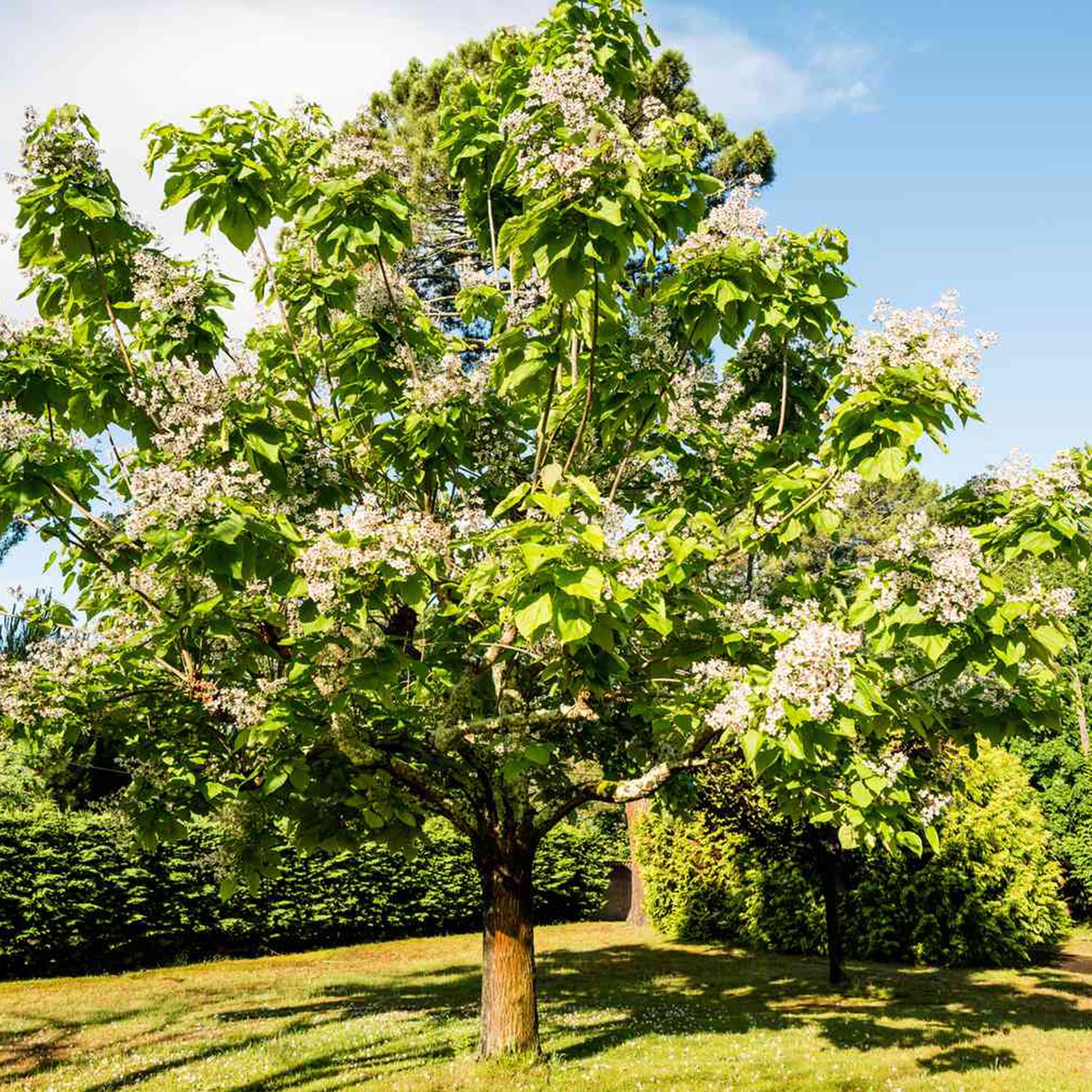Amazon.com : Southern Catalpa Seeds Catalpa Bignonioides Deciduous ...