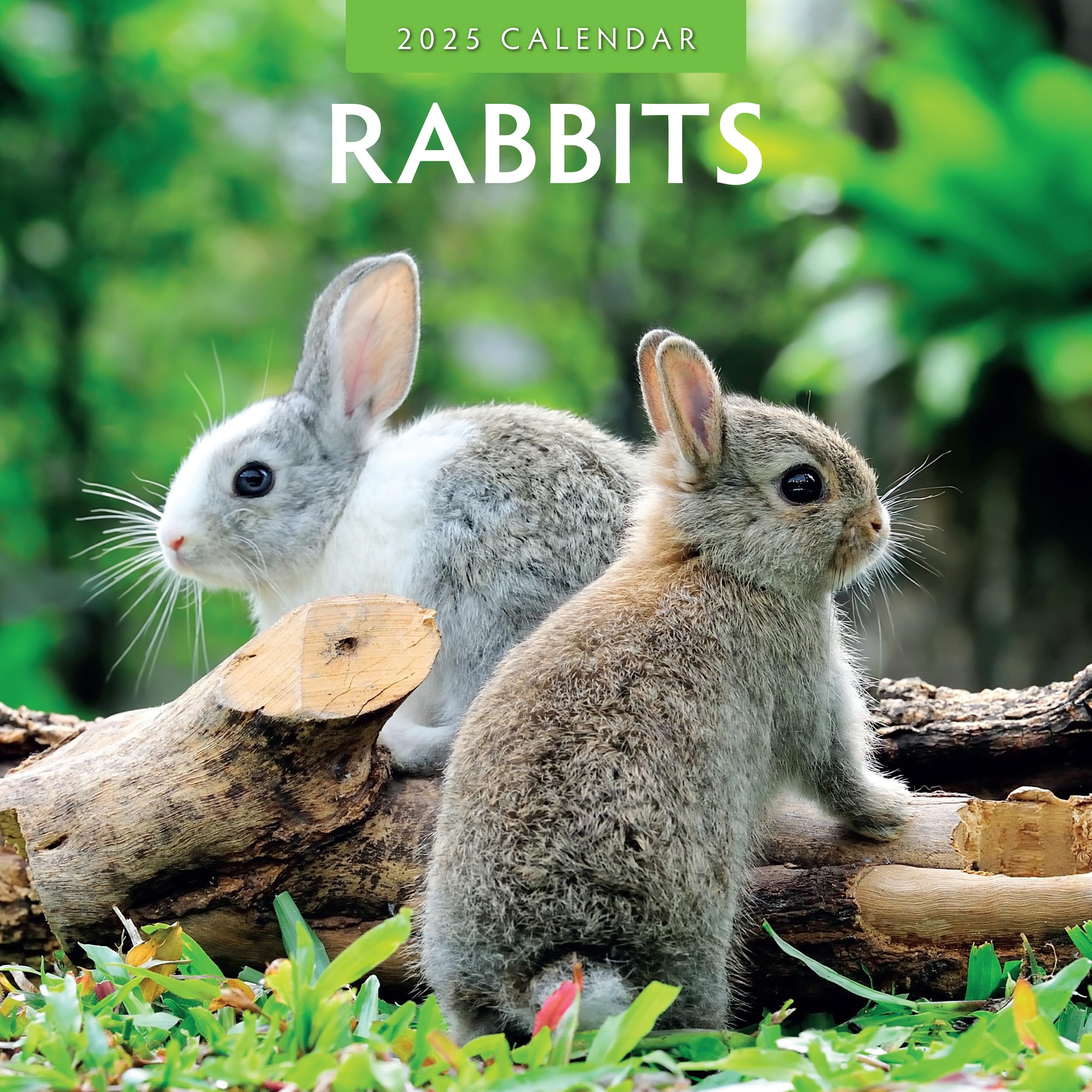 Rabbits – 2025 Square Wall Calendar – by Red Robin Publishing – BigaMart