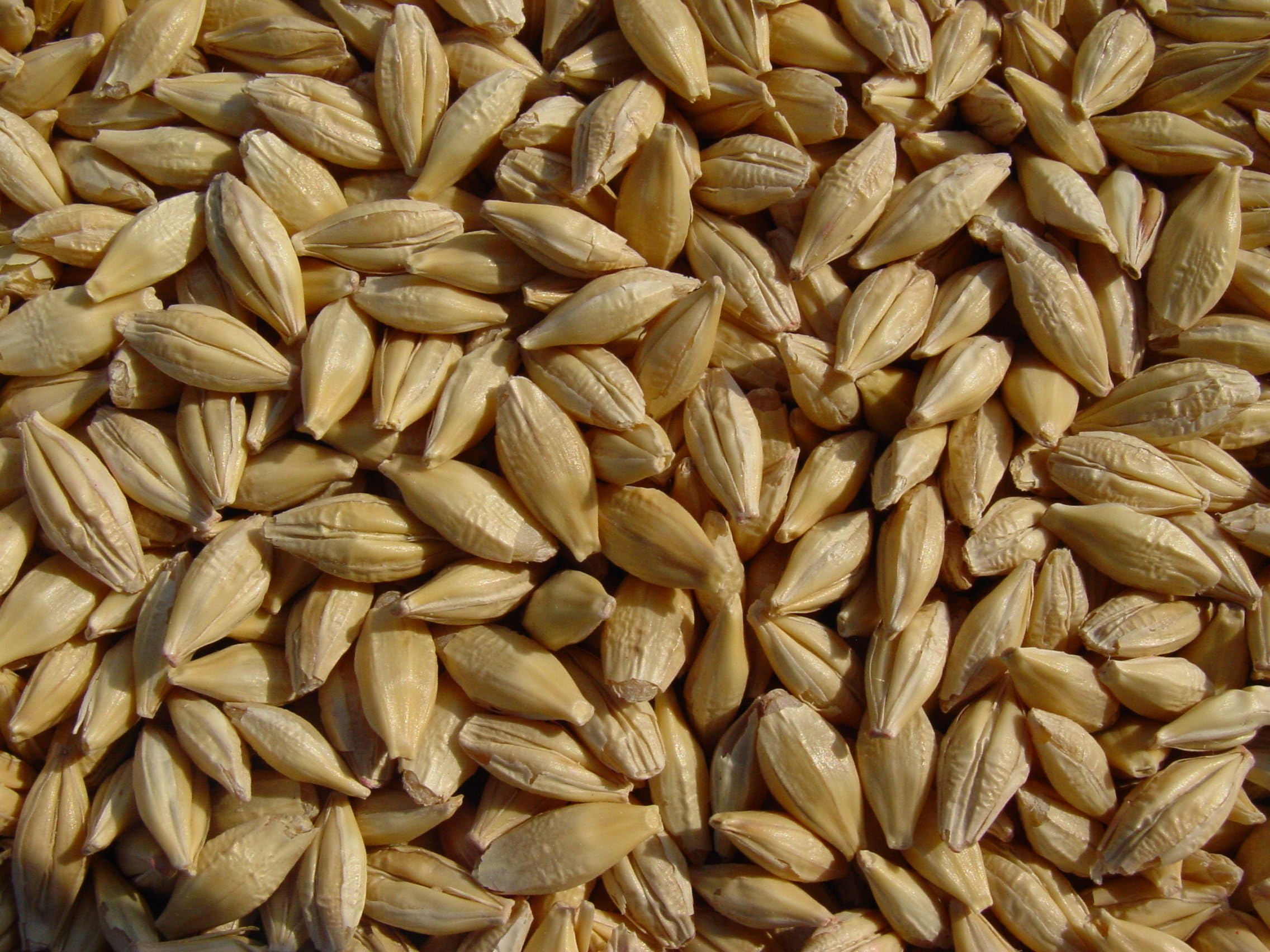 Amazon.com: Barley 18 Lbs, Unhulled Barley (Hull Intact), Joseph's ...