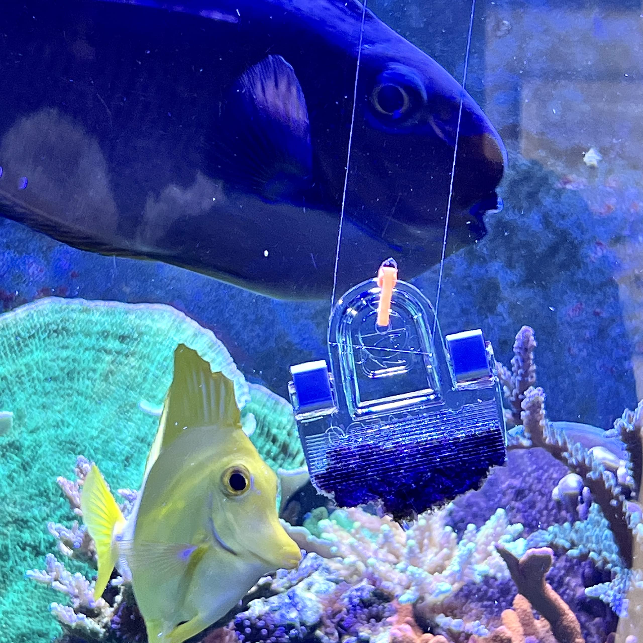 Saltwater Aquarium Fish Trap TankMatez The Holy Grail Of Fish Traps!
