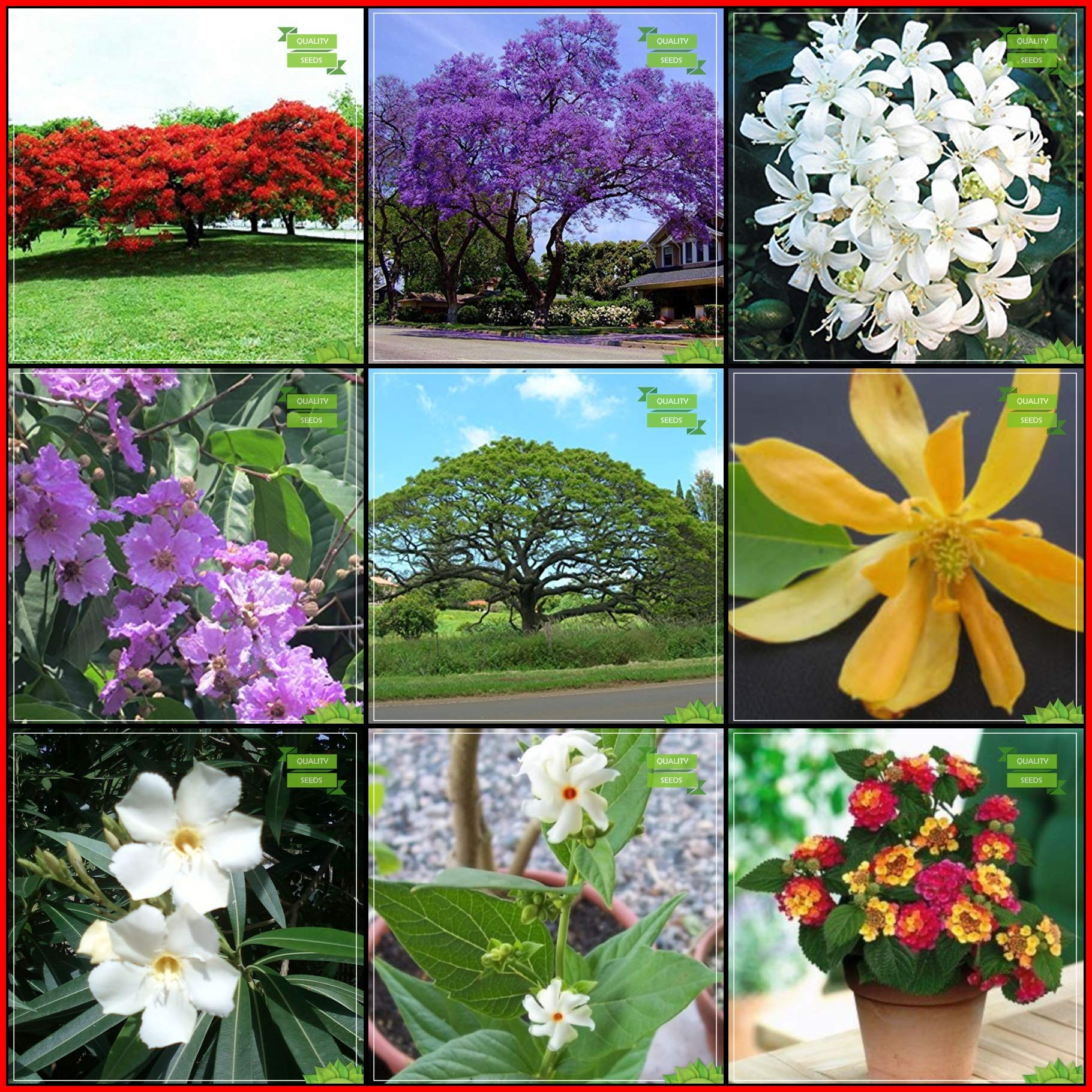 Buy Creative Farmer Best Combo Tree : Jacaranda Mimosafolia, Gulmohar ...