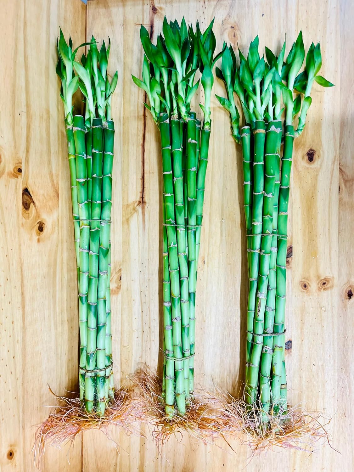 Amazon.com: Live Lucky Bamboo 18” Plants 100 Stems : Home & Kitchen