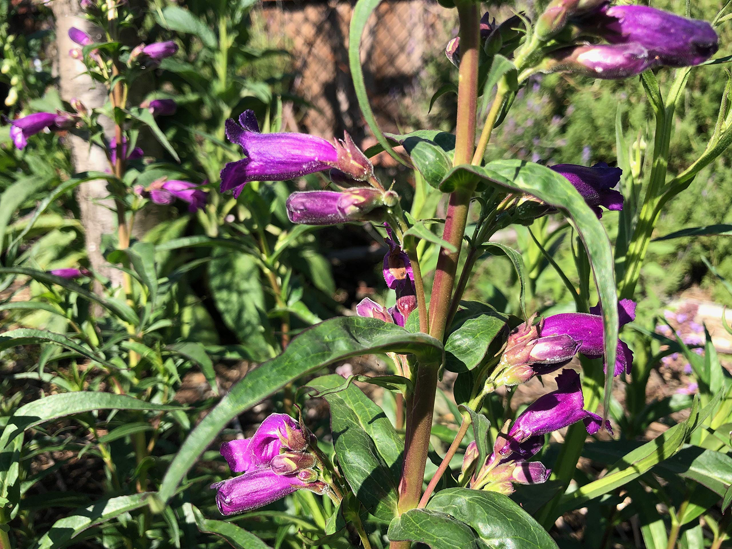 Penstemon Midnight Blue
