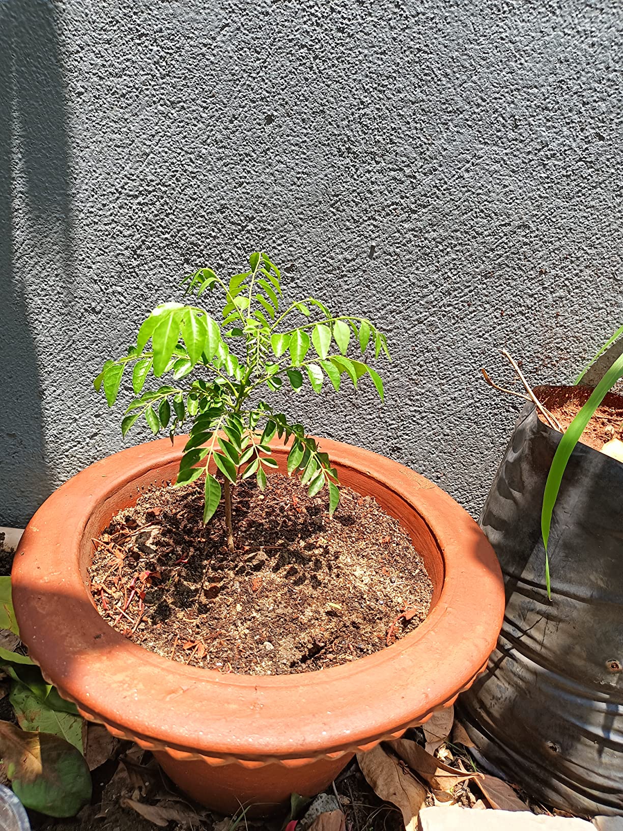 EverSneh Real Live Curry Leaf Tree Plant Kadi Patta Sweet Meetha Neem ...