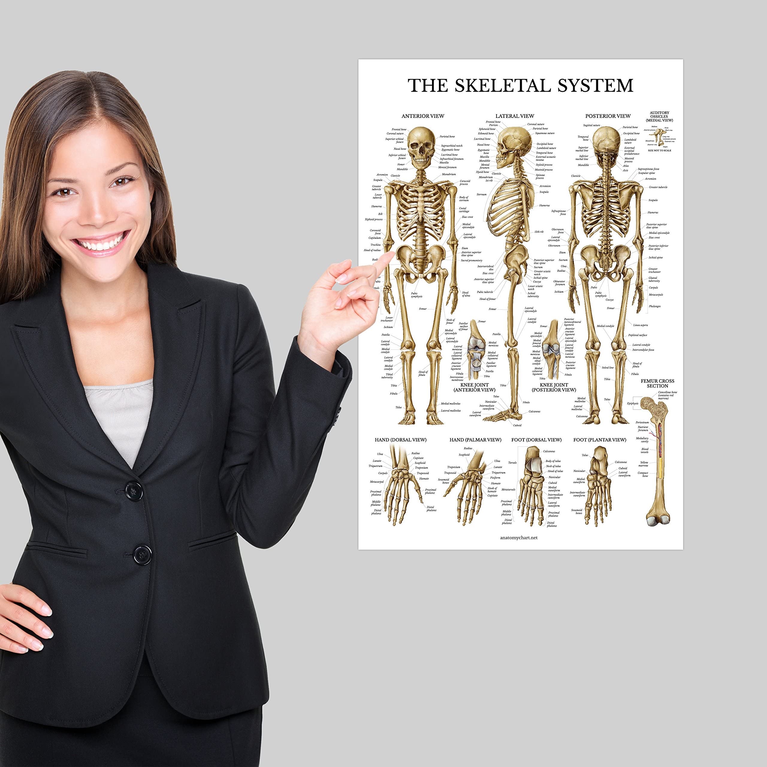 Palace Learning Muscular & Skeletal System Anatomical Poster Set ...