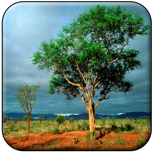 Autumn Tree Wallpaper - App on Amazon Appstore