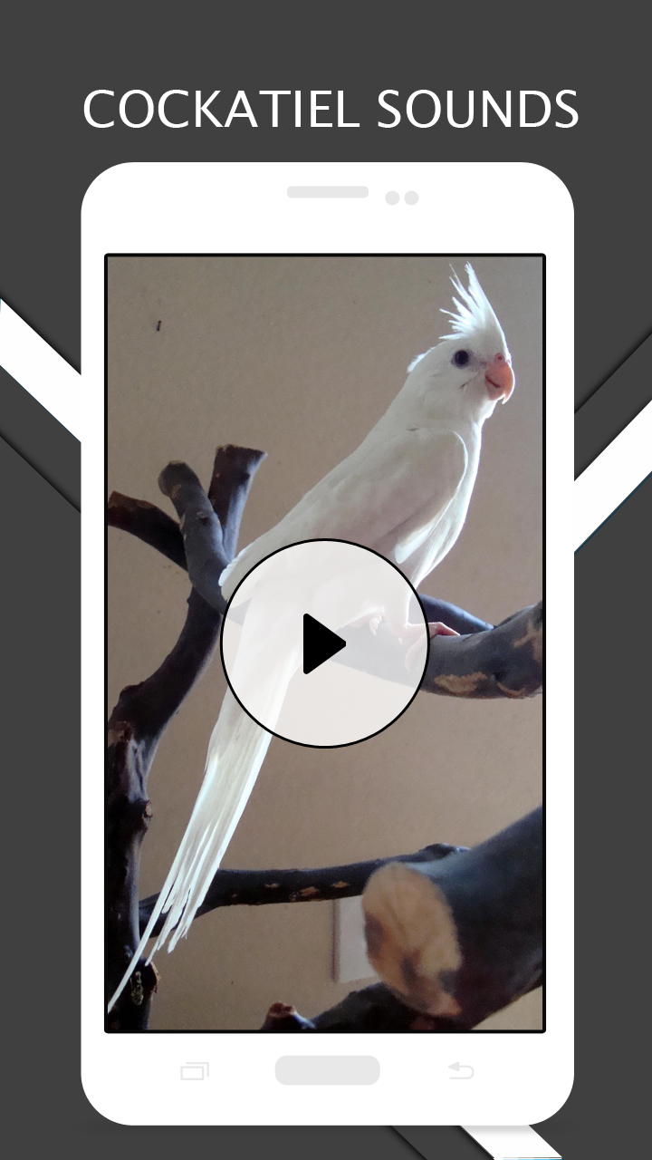 Cockatiel Sounds And Ringtones - App on Amazon Appstore