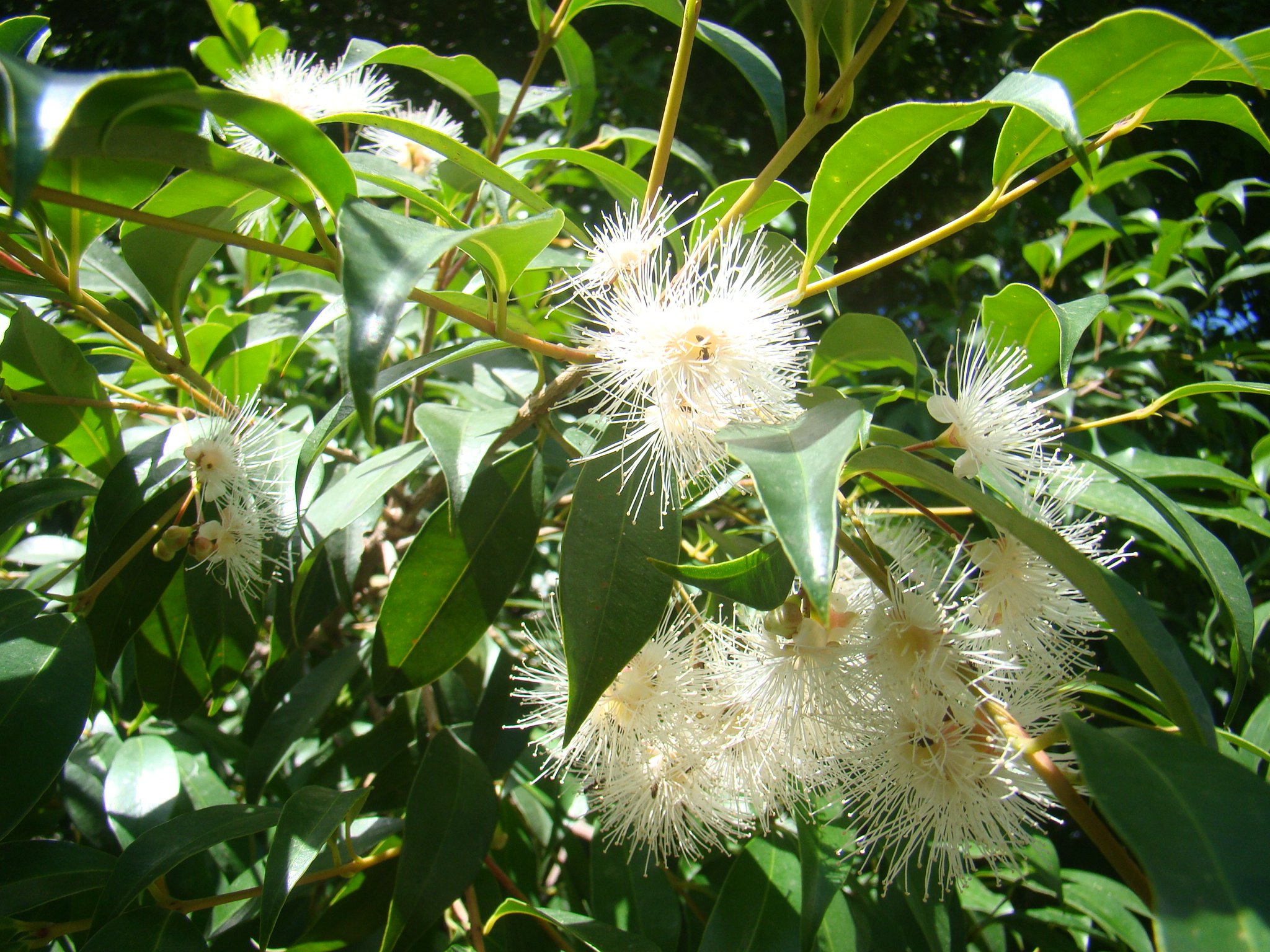 Buy Magenta Cherry Syzygium paniculatum Evergreen Flowering Tree, 15 ...