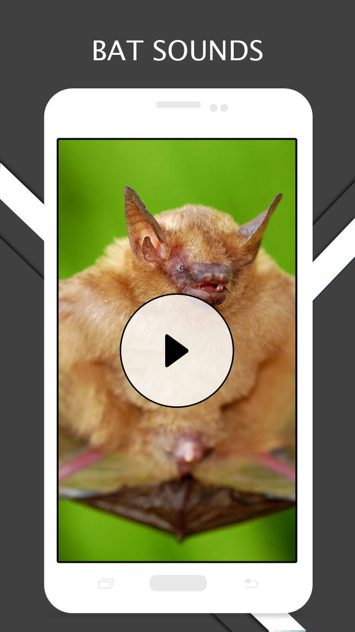 Bat Sounds - App on Amazon Appstore