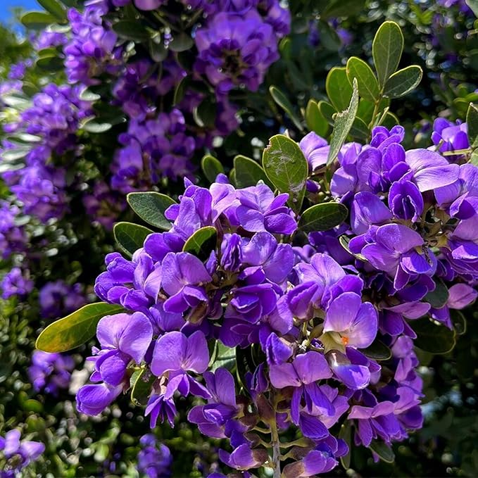 Amazon.com : KVITER 10 Texas Mountain Laurel Seeds (Sophora ...