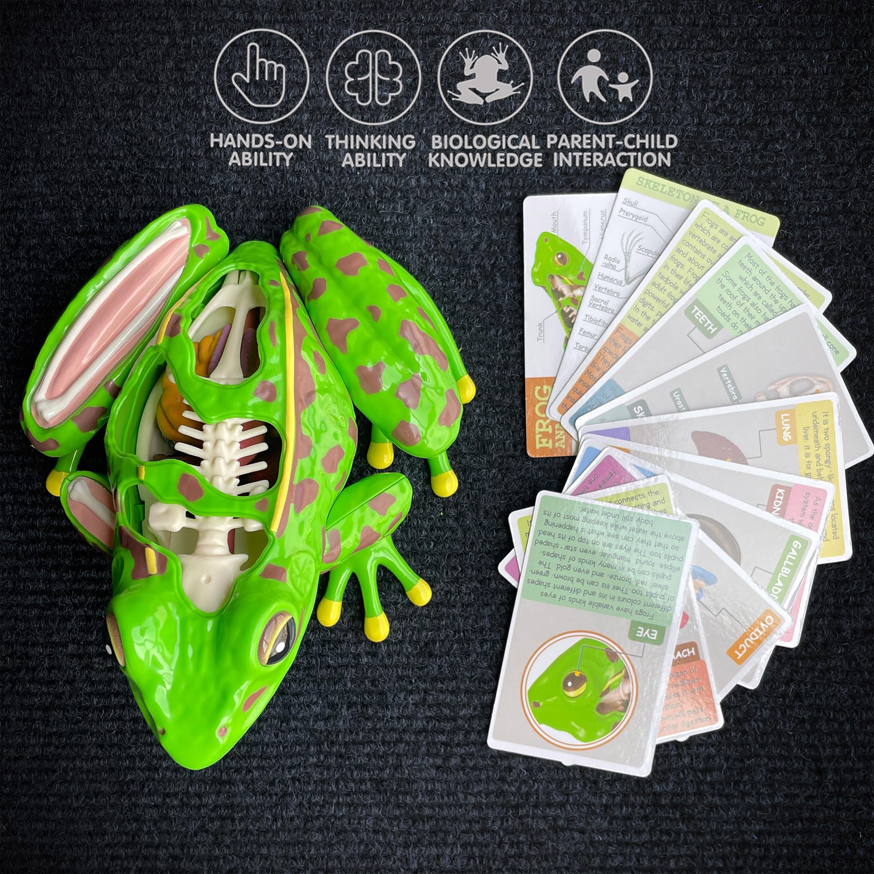 4D Vision Frog Anatomy Mo...B0D9YRJSJM | Encarguelo.com.ec