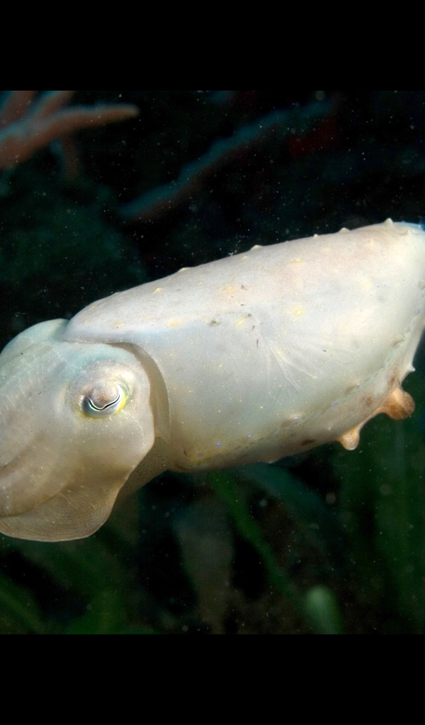 Cute Cuttlefish Wallpaper -- HD Wallpapers of Cute Cuttlefish! - App on ...