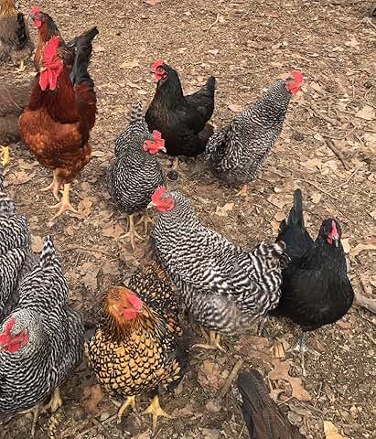 Amazon.com: live chickens for sale