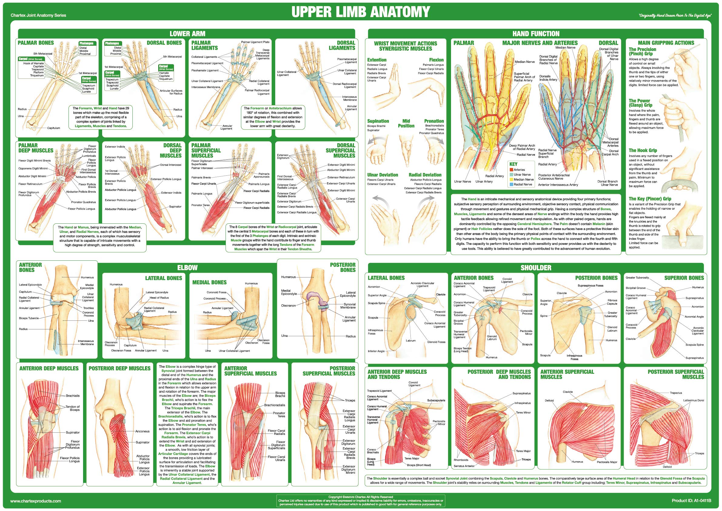 Buy Joint Anatomy Chart Series (A1 Laminated, Upper Limb Joint Anatomy ...