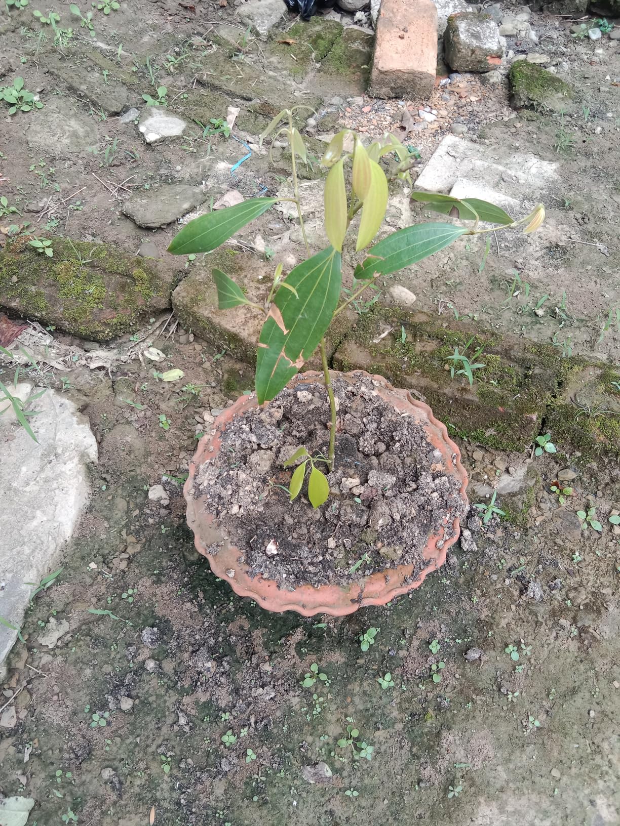 Cloud Farm Live Tej Patta, Tamalpatra, Indian Bay Leaf Plant/size 18 to ...