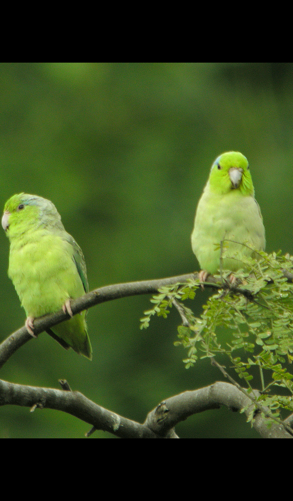Parrotlet Parrot Wallpaper -- HD Wallpapers of Parrotlet Parrots! - App ...