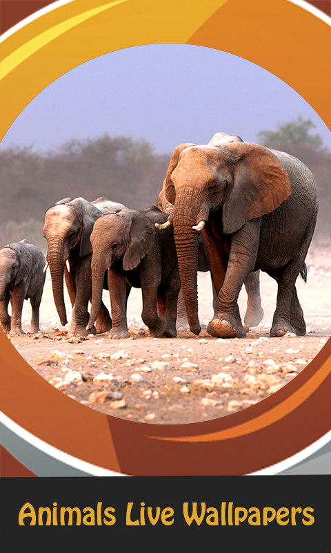 Animals Live Wallpapers - App on Amazon Appstore