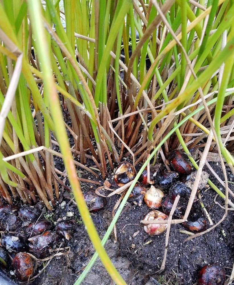 Water Chestnuts Growing
