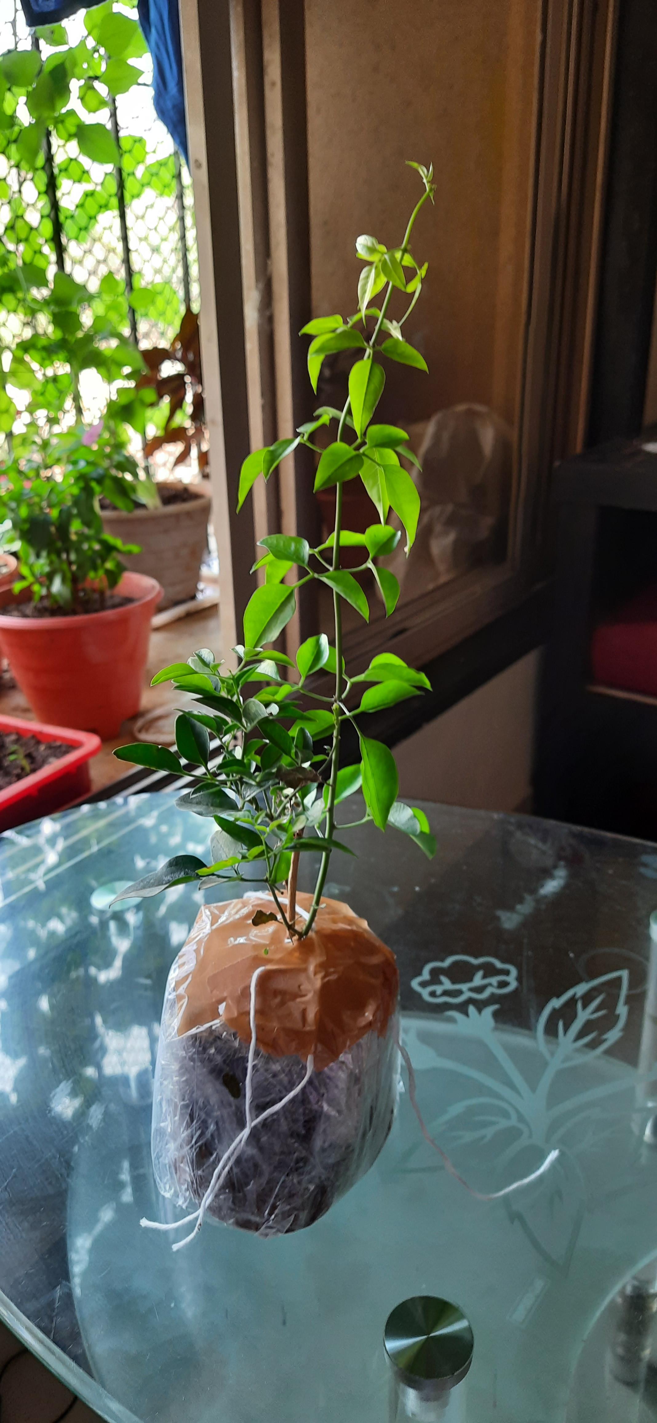 CooPany® Nithya Malli Live Plant : Amazon.in: Garden & Outdoors