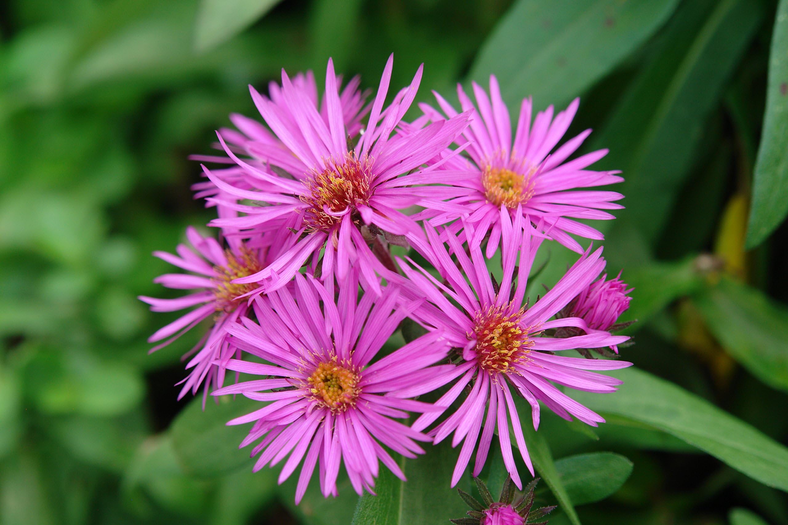 Amazon.com: American Beauties Native Plants - Aster novae-angliae ...