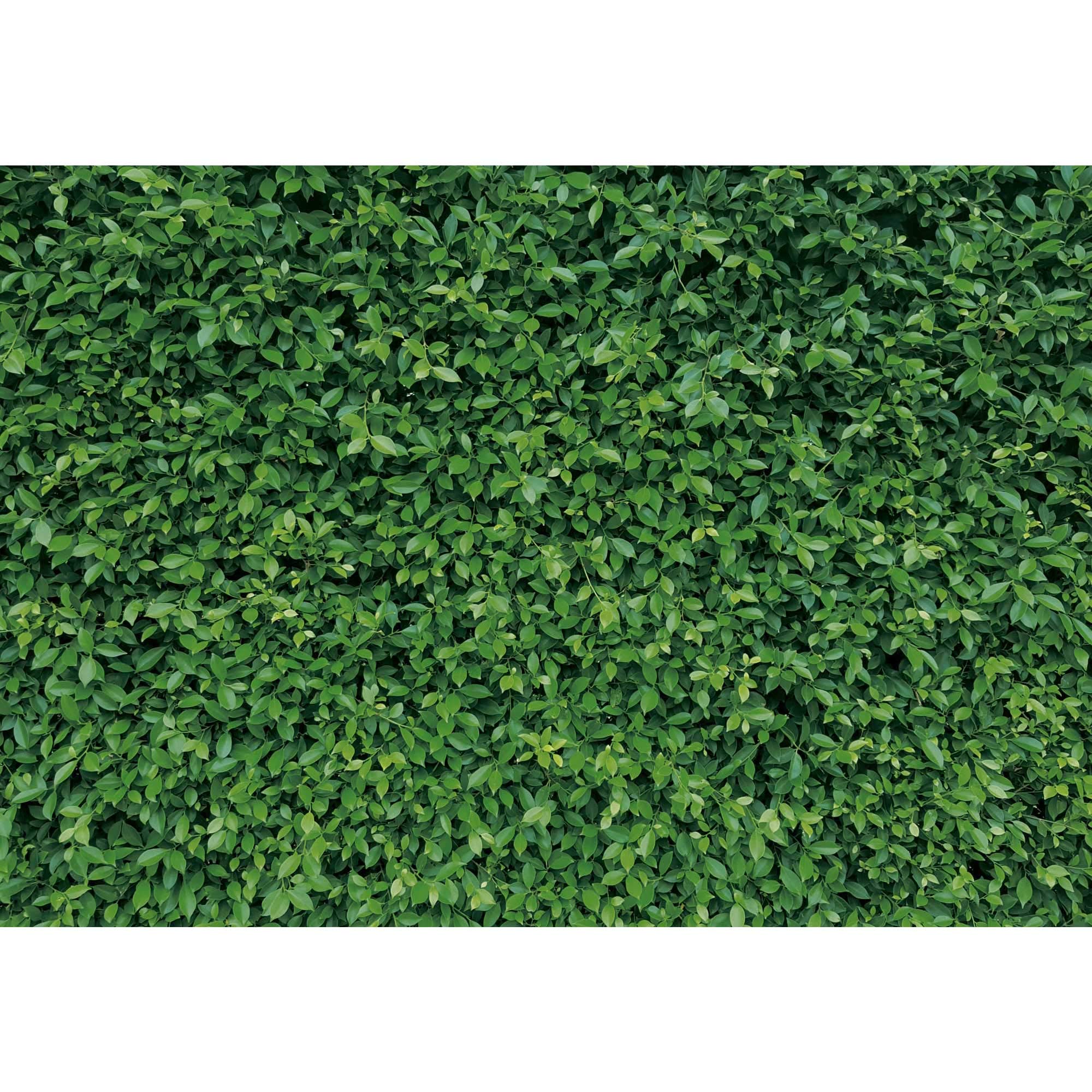 Amazon.com : Msocio 10x8ft Polyester Spring Greenery Leaves Grass ...
