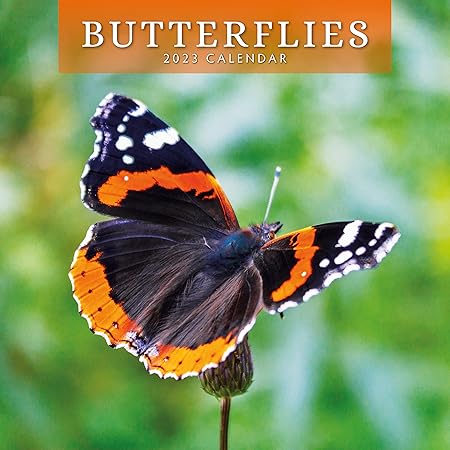 Amazon.com : 2023 Butterflies Monthly Wall Calendar by Red Robin Calendars 12" x 12" : Office ...