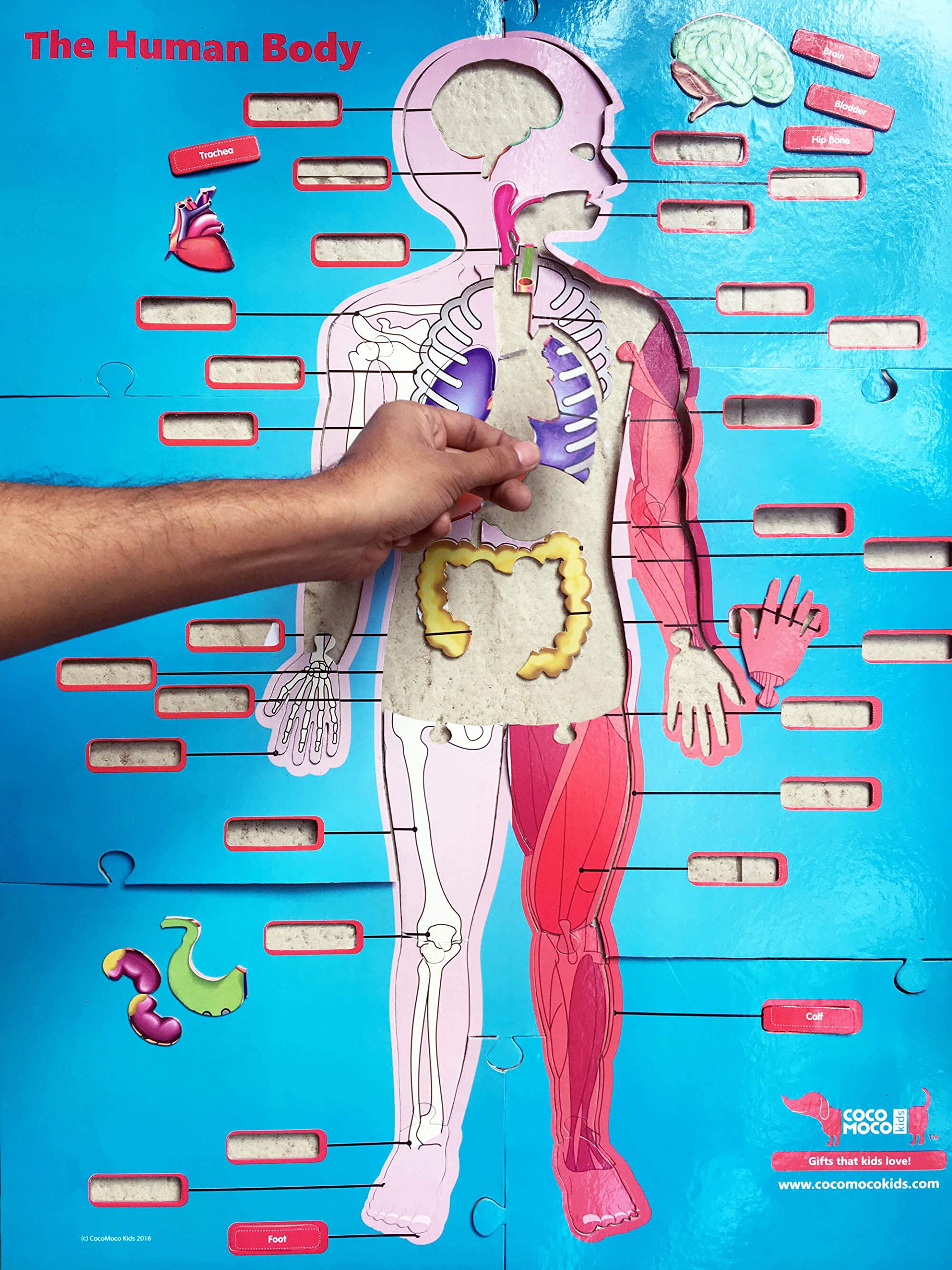 Whats Inside A Human Body