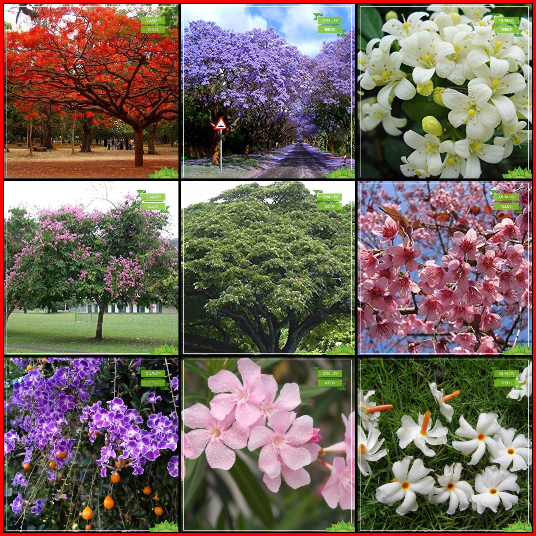 Buy Creative Farmer Gardening Plant Seeds Combo Flower Tree & Tree ...