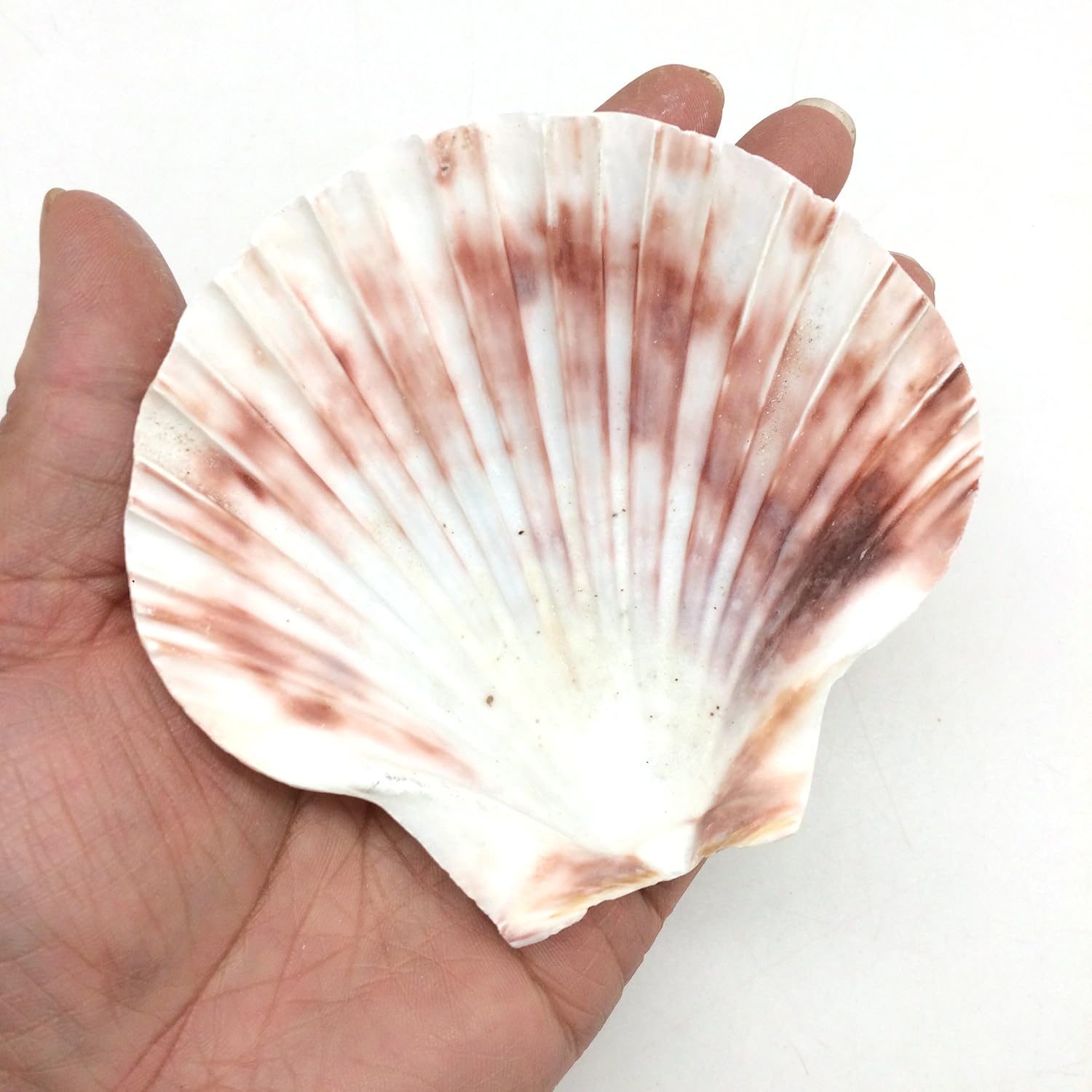 Amazon.com: PEPPERLONELY 8 PC Large Great Scallop Sea Shells, Irish ...