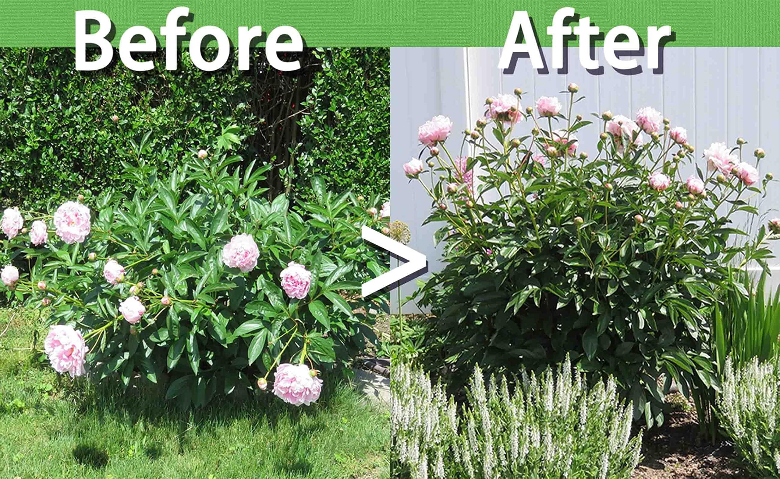 Snapklik.com : 8 Pack Peony Cage,24 Inch Four Leg Peony Support ...