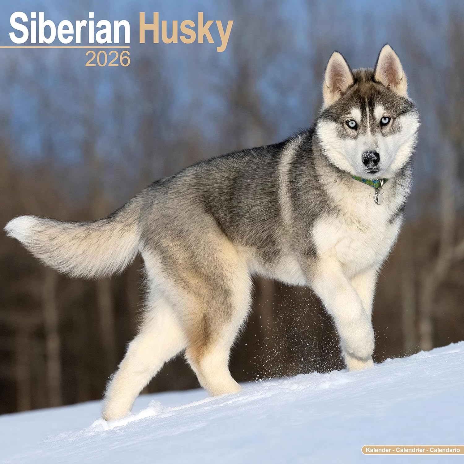 Amazon | Siberian Husky Calendar 2026 Square Dog Breed Wall Calendar ...
