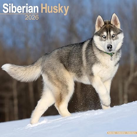 Amazon | Siberian Husky Calendar 2026 Square Dog Breed Wall Calendar ...
