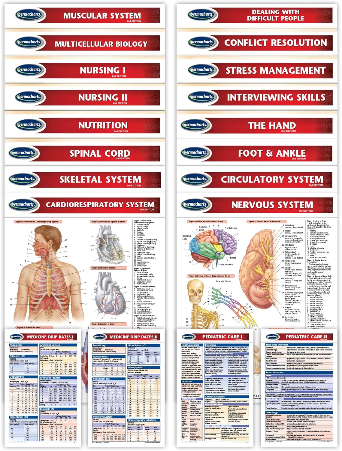 Amazon.com: Permacharts BSN, Registered Nursing Year 1 Curriculum ...