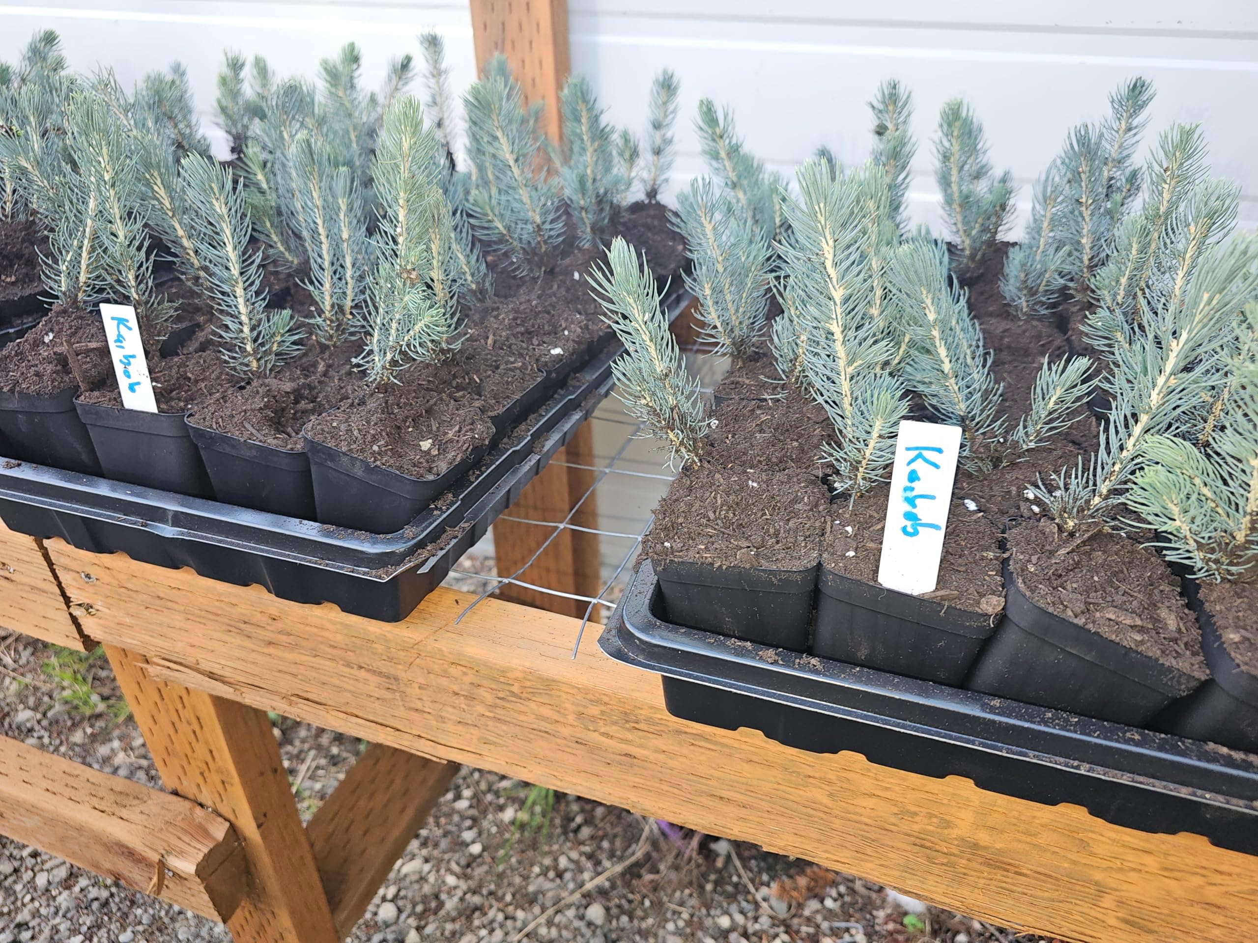 Amazon.com : 4 Live kaibob Colorado Blue Spruce Trees appx 6" Tall Well ...