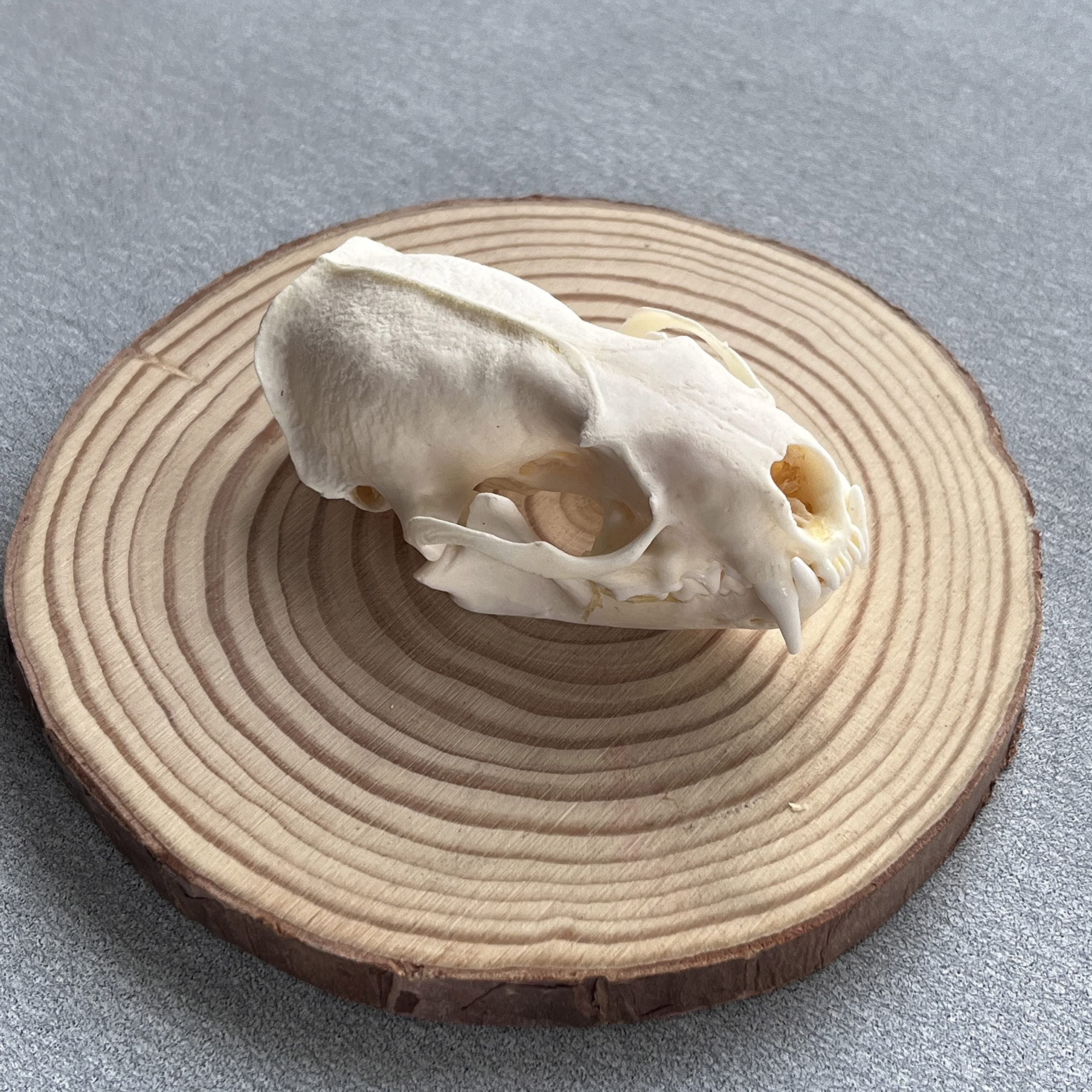 Animal Skull Taxidermy Bones Animal - Real Animal Specimens In Resin ...